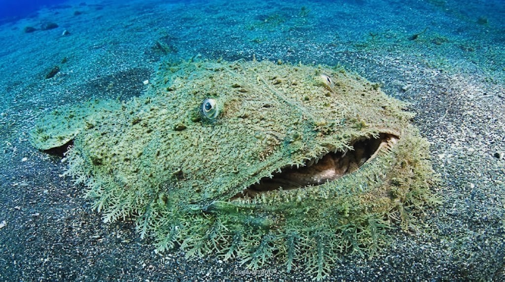 This shark uses a fake beard to become invisible underwater