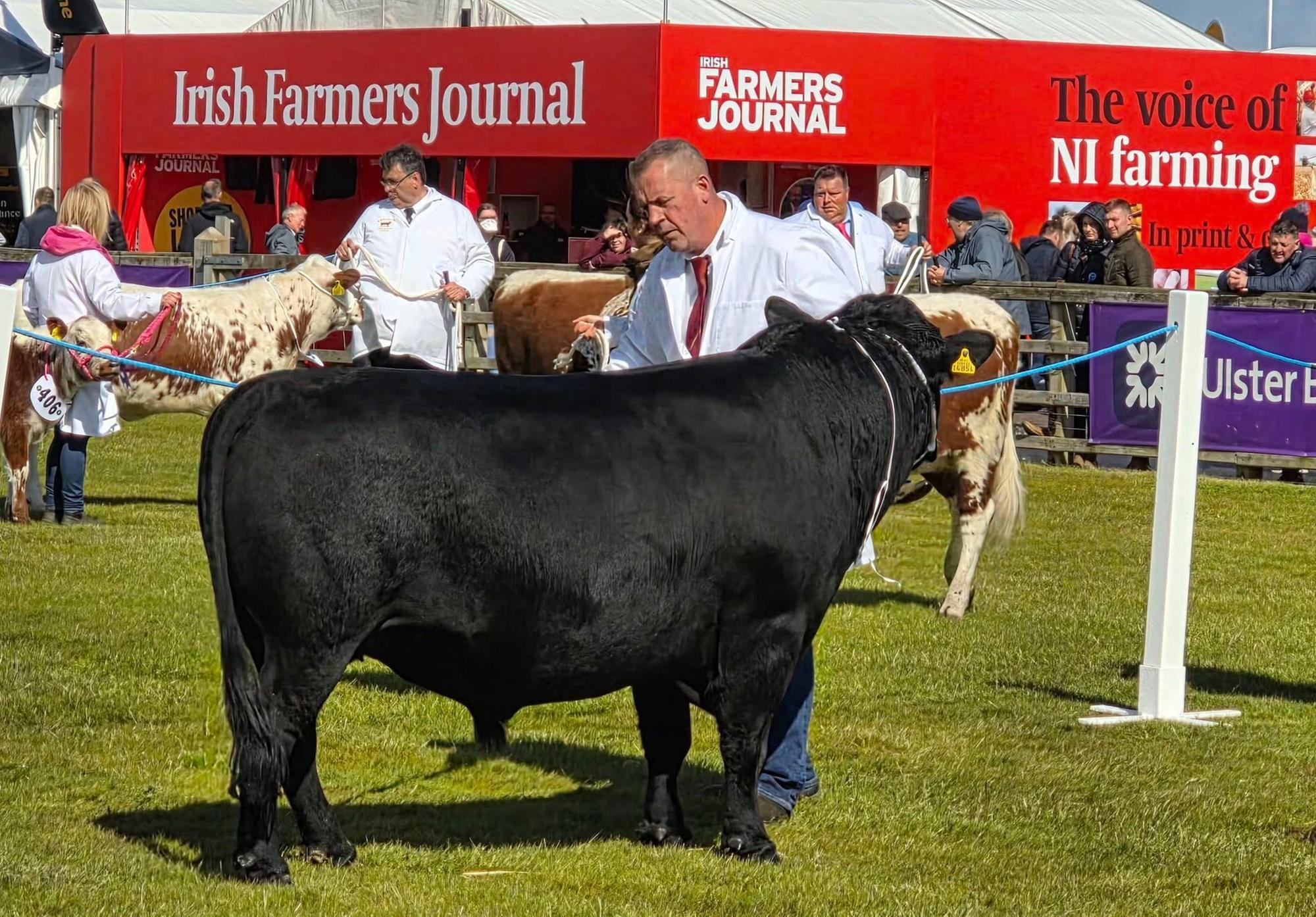 Ballyhartfield Barua back with a bang at Balmoral Show 2026