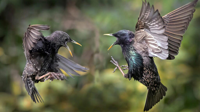 Photographer captures dramatic starling battles in his garden