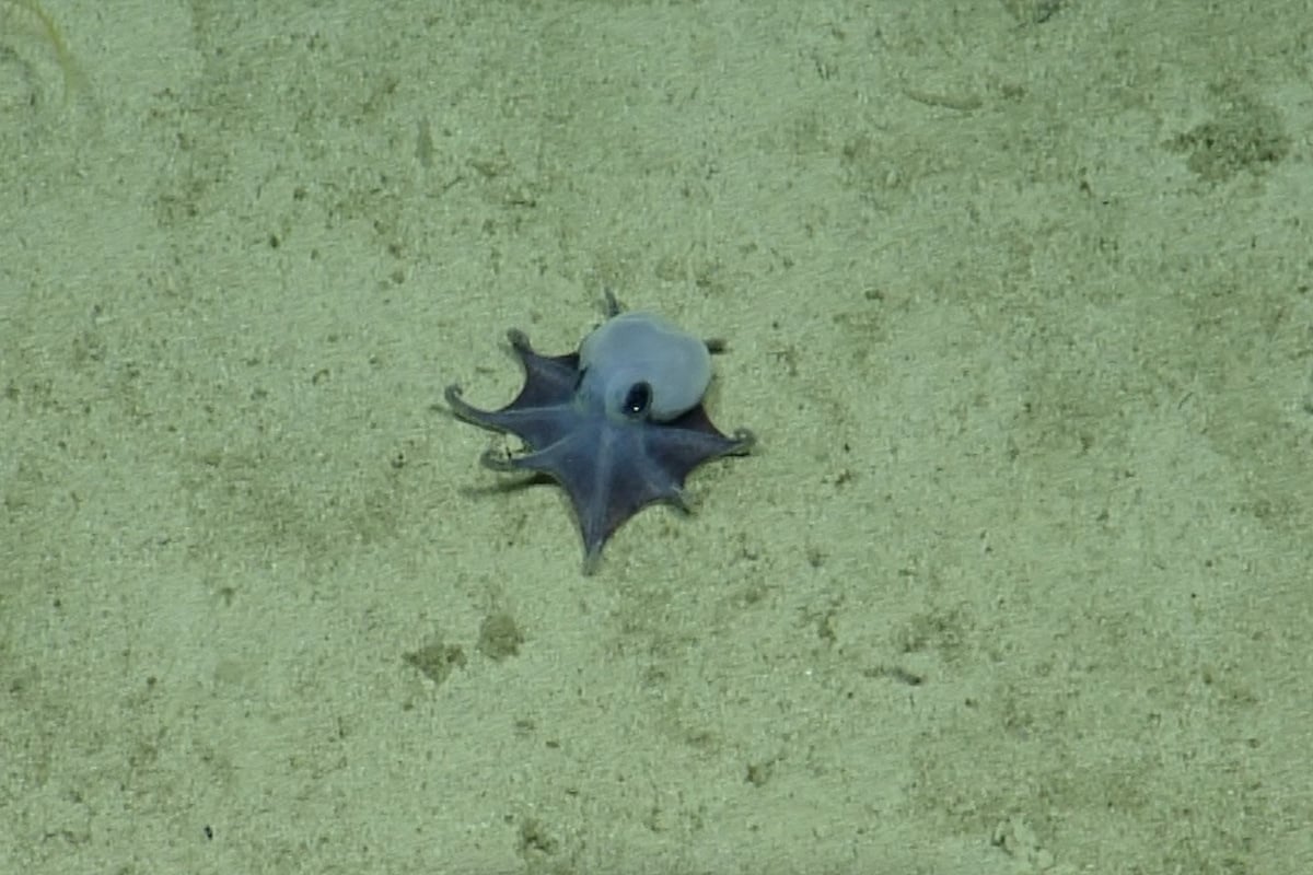 New deep-sea octopus discovered by scientists near Galapagos: "He's ...