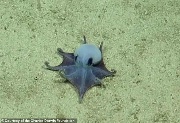 Adorable blue octopus found in the Galápagos Islands is small enough to ...