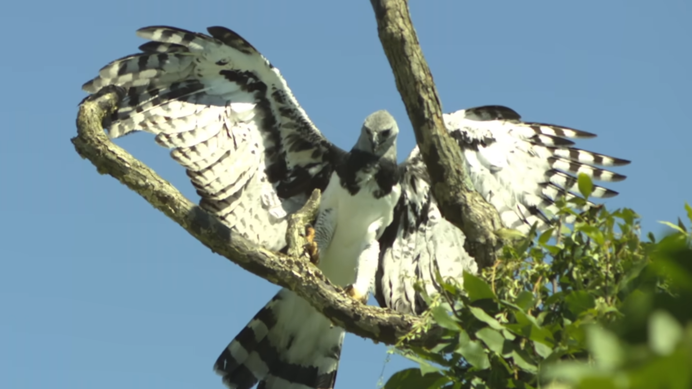 Watch this eagle rip sloths out of trees with its massive talons