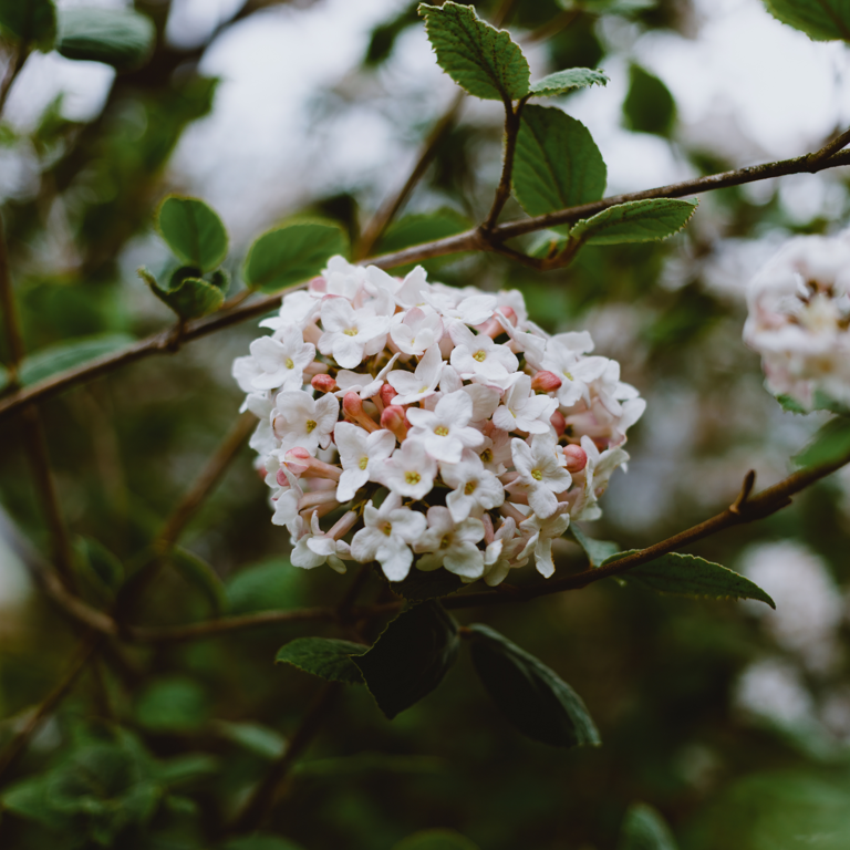 Sorry hydrangeas, this low-maintenance, fragrant shrub is better for ...