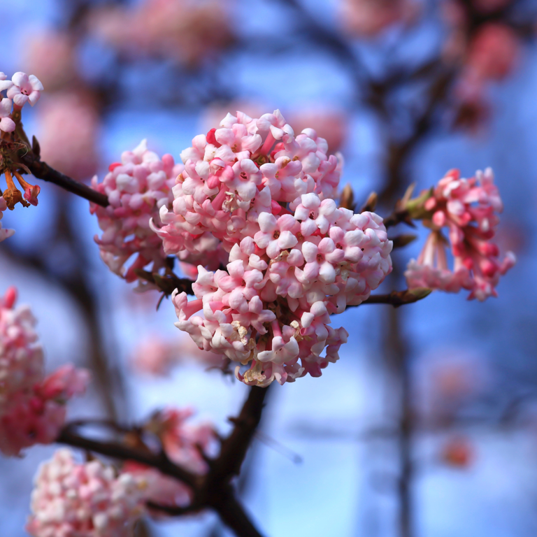 Sorry hydrangeas, this low-maintenance, fragrant shrub is better for ...