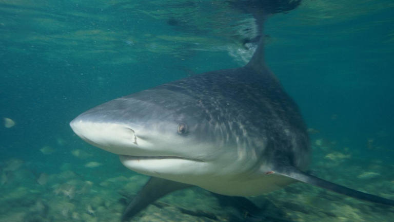 Shark victim an experienced spearfisherman