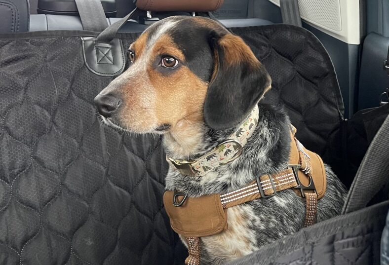 Mopaw’s pet travel accessories will keep your dog and your Jeep—or any ...