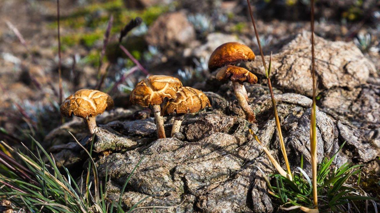 Cette substance présente dans les champignons hallucinogènes pourrait ...