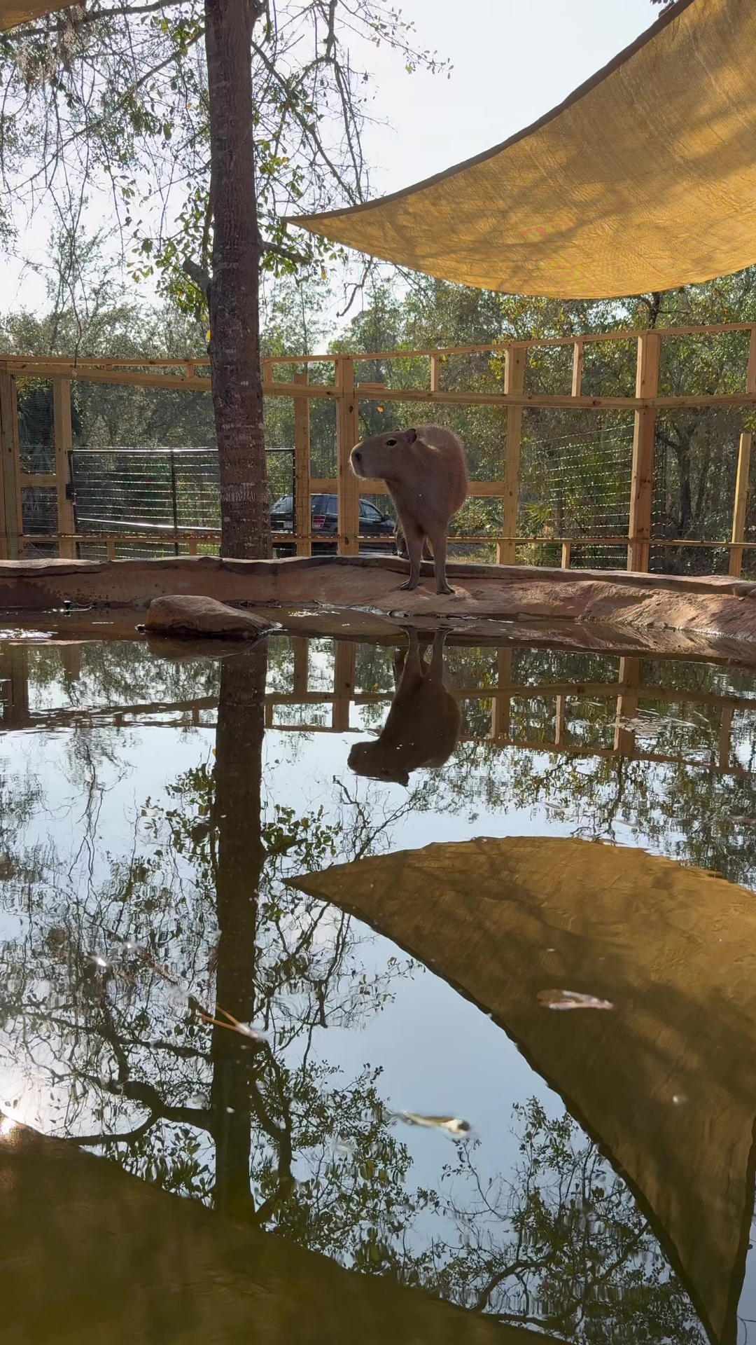 Underwater capybara views are somehow even cuter than expected