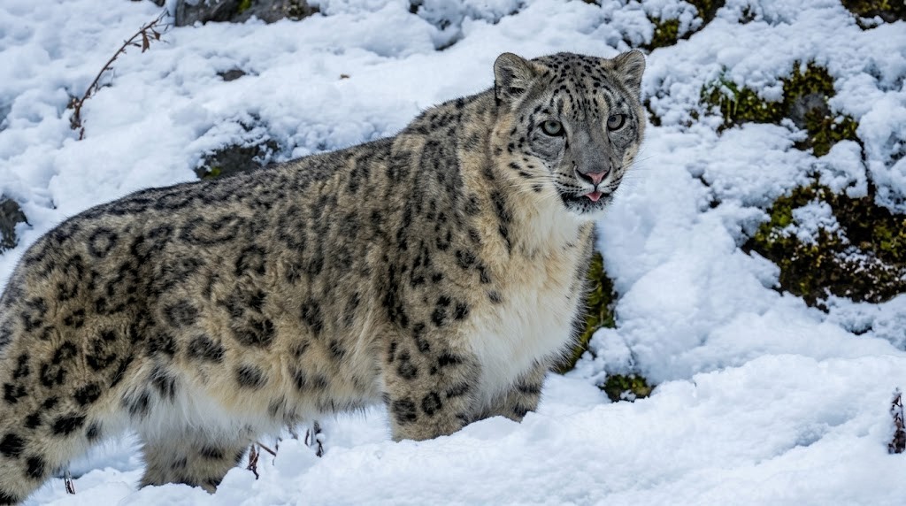 Watch what happens when the 'ghost of the mountains' starts hunting