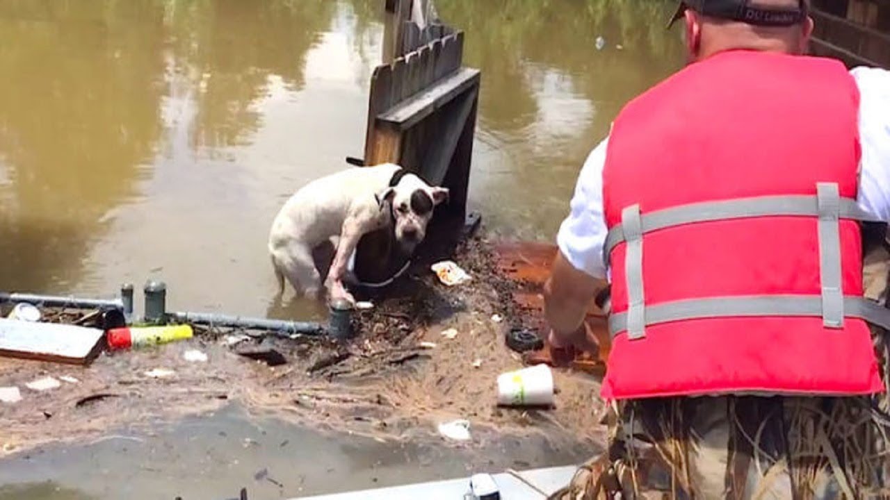 Hero spots exhausted pit bull who’s been stranded in floodwaters for 16 ...