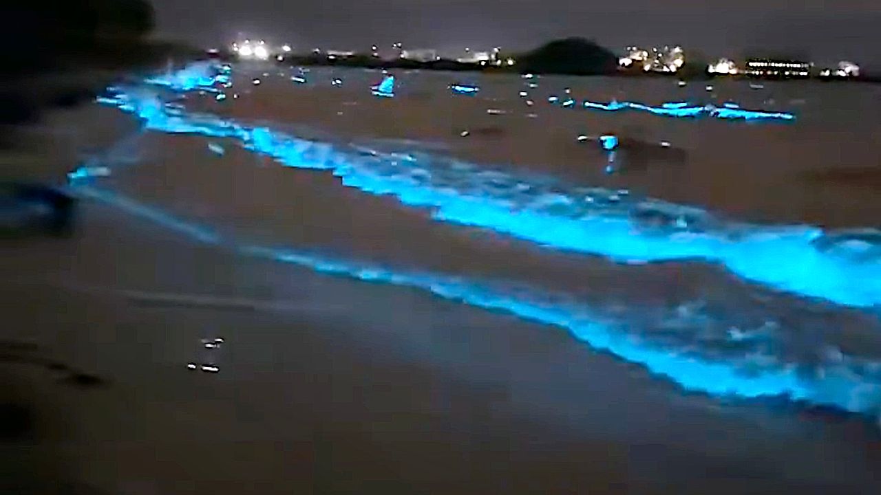 Bioluminescent waves light up Japan's coastline