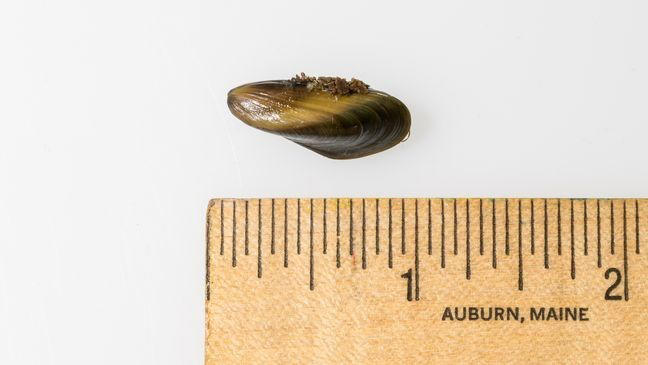 California officials warn boaters to watch for invasive mussels this summer