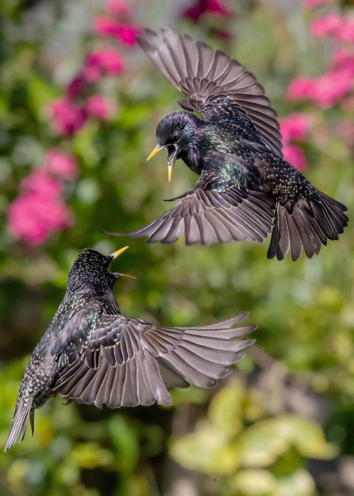 Photographer captures dramatic starling battles in his garden