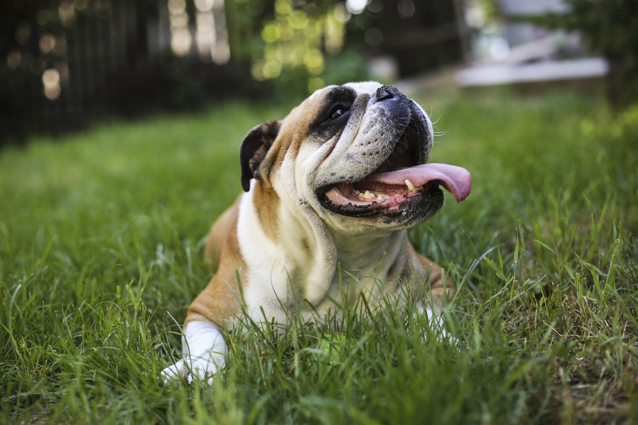 Ask a vet: Why does my dog pant so much?