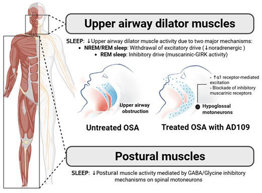Nightly sleep apnea pill fast-tracked for approval after latest trial ...