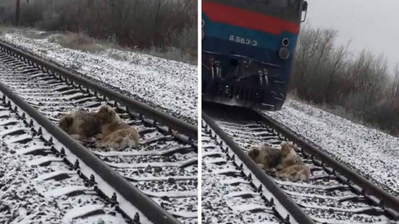 Injured dog lay on the train tracks, but her friend kept saving her ...