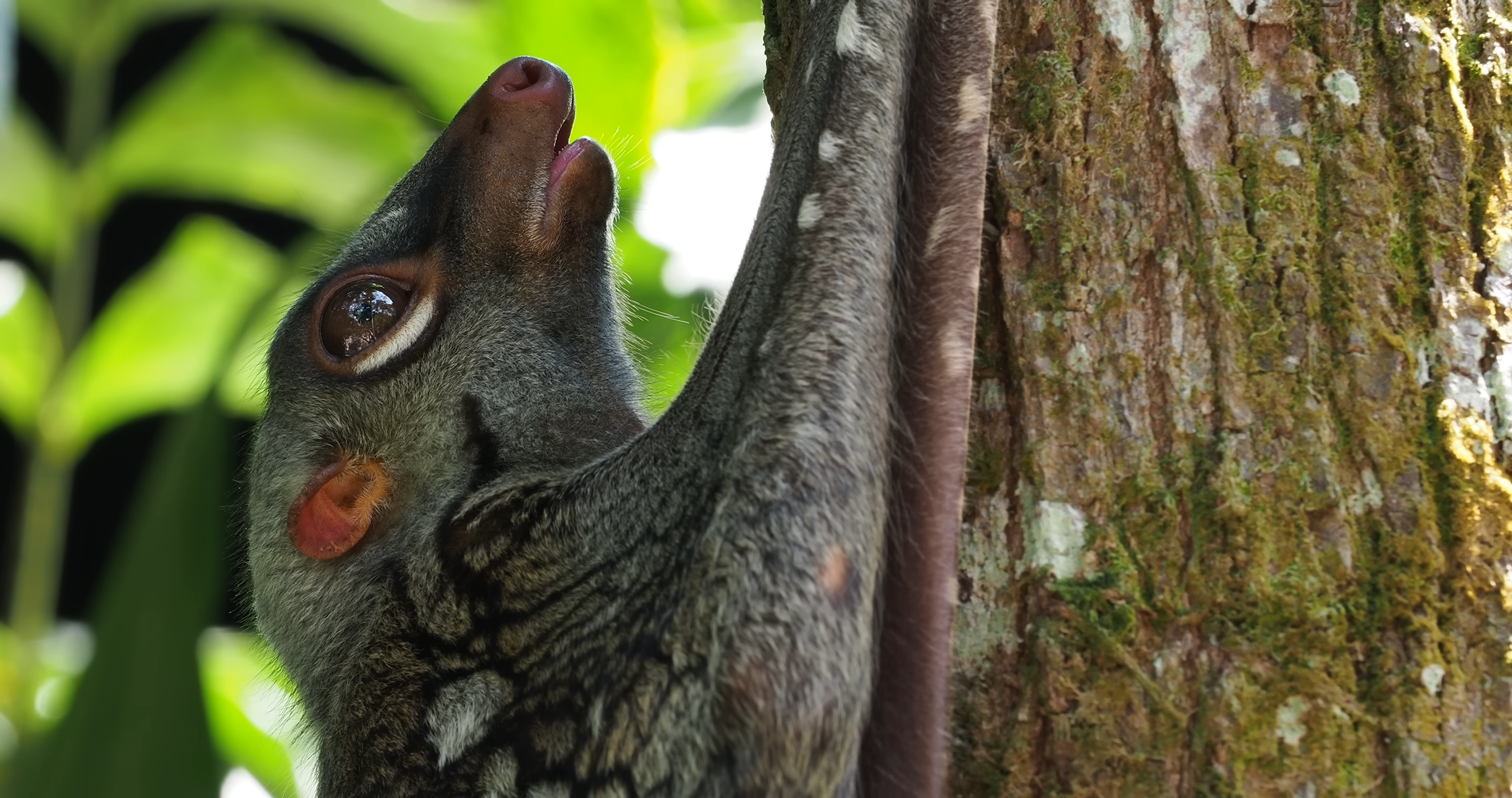 Watch what happens when the world’s strangest “almost primate” starts ...