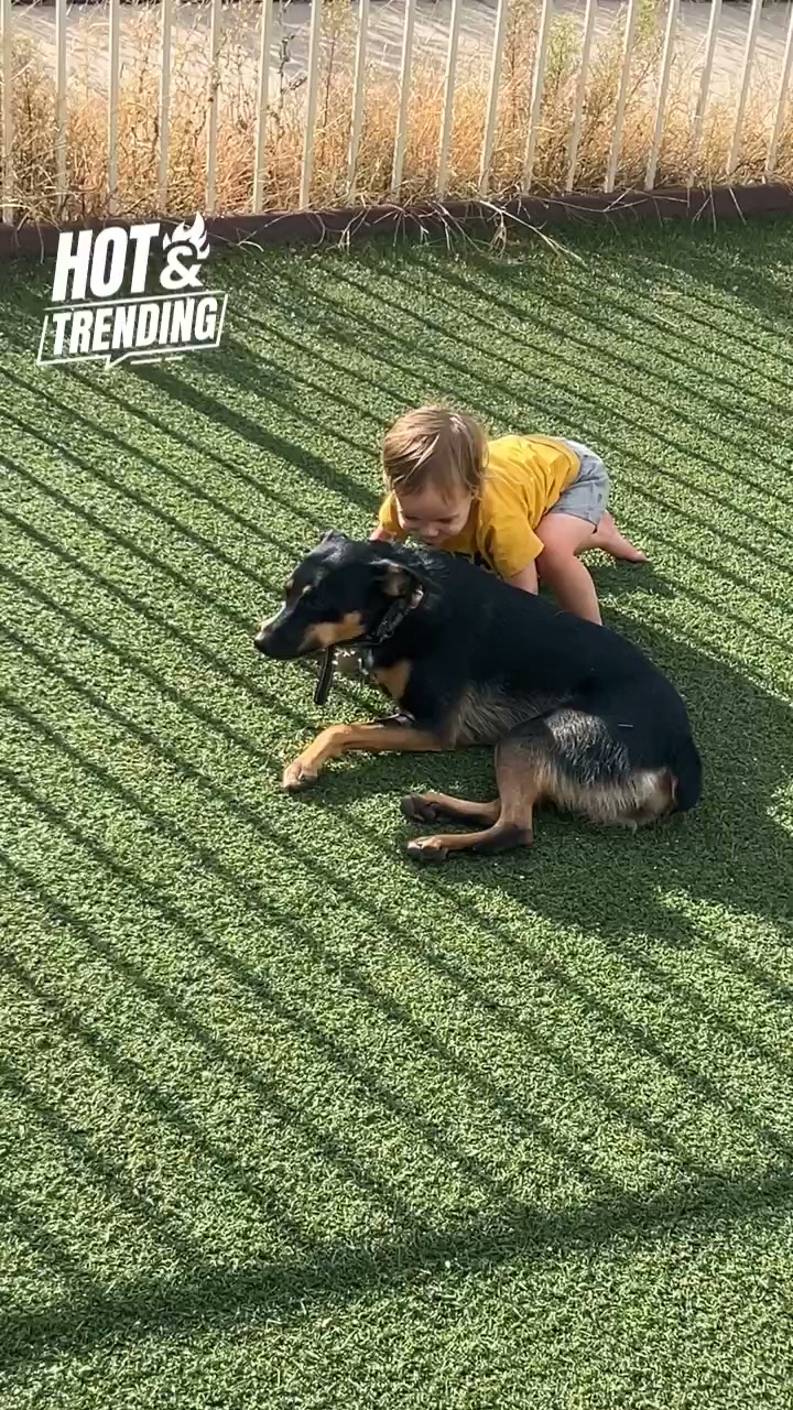 Little one enjoys time with a dog that remains serene in any situation