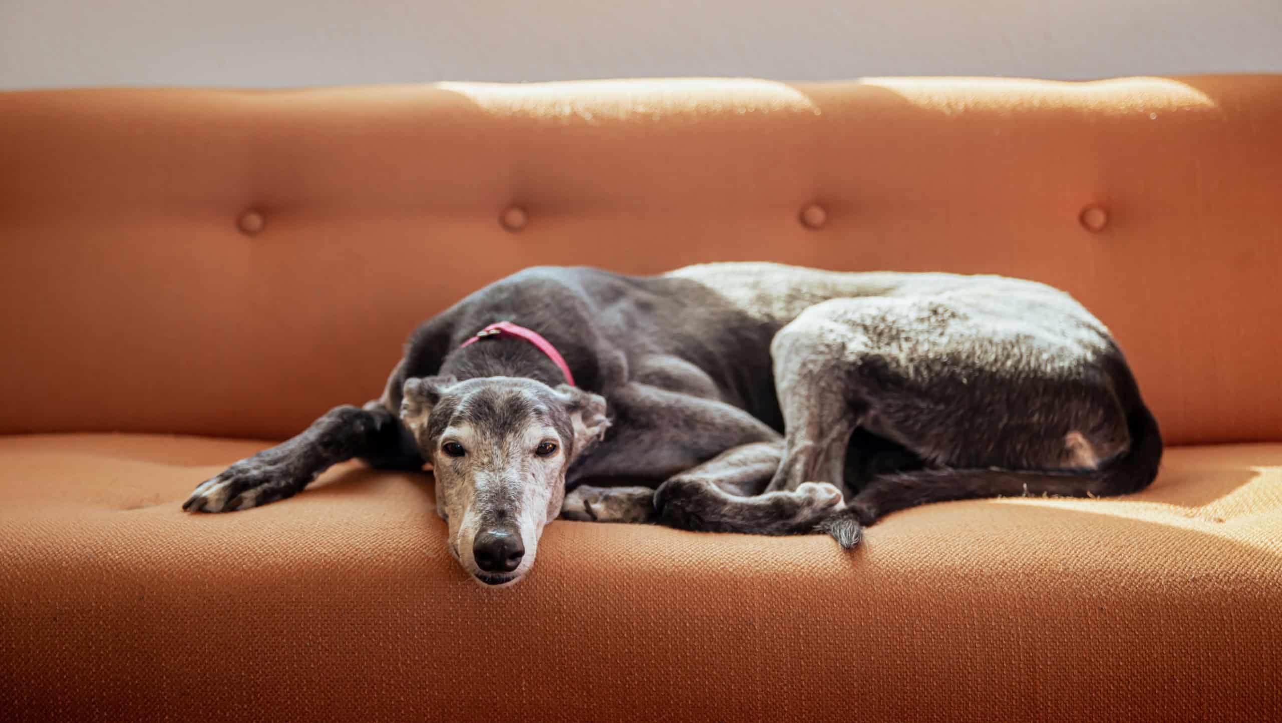 9 best dog breeds for small homes, including the 40 mph couch potato