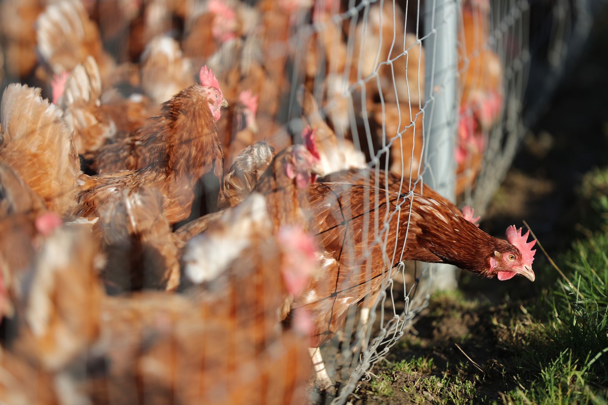 Thousands of chickens die in a fire in western Germany