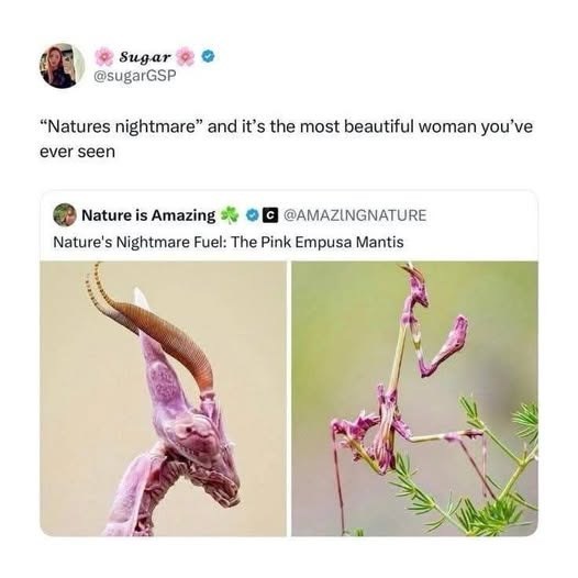 'Six legs, zero chill': 27 insect memes to bug you into a better mood