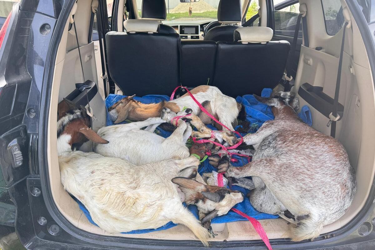 Jelang Idul Adha, 6 pemuda kena pidana angkut 4 kambing pakai ...
