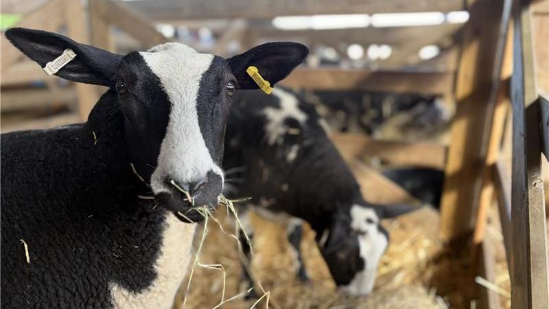 Is it going to be sunny at the Suffolk Show?