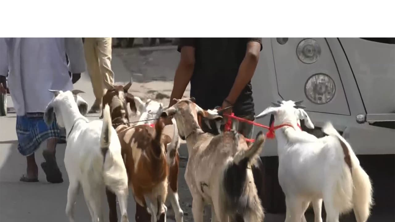 Eid al-Adha: Goats for qurbani fall ill amid intense heatwave in UP