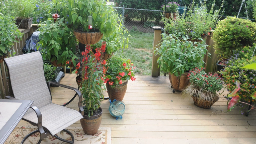 Low-care patio blooms for sunny days