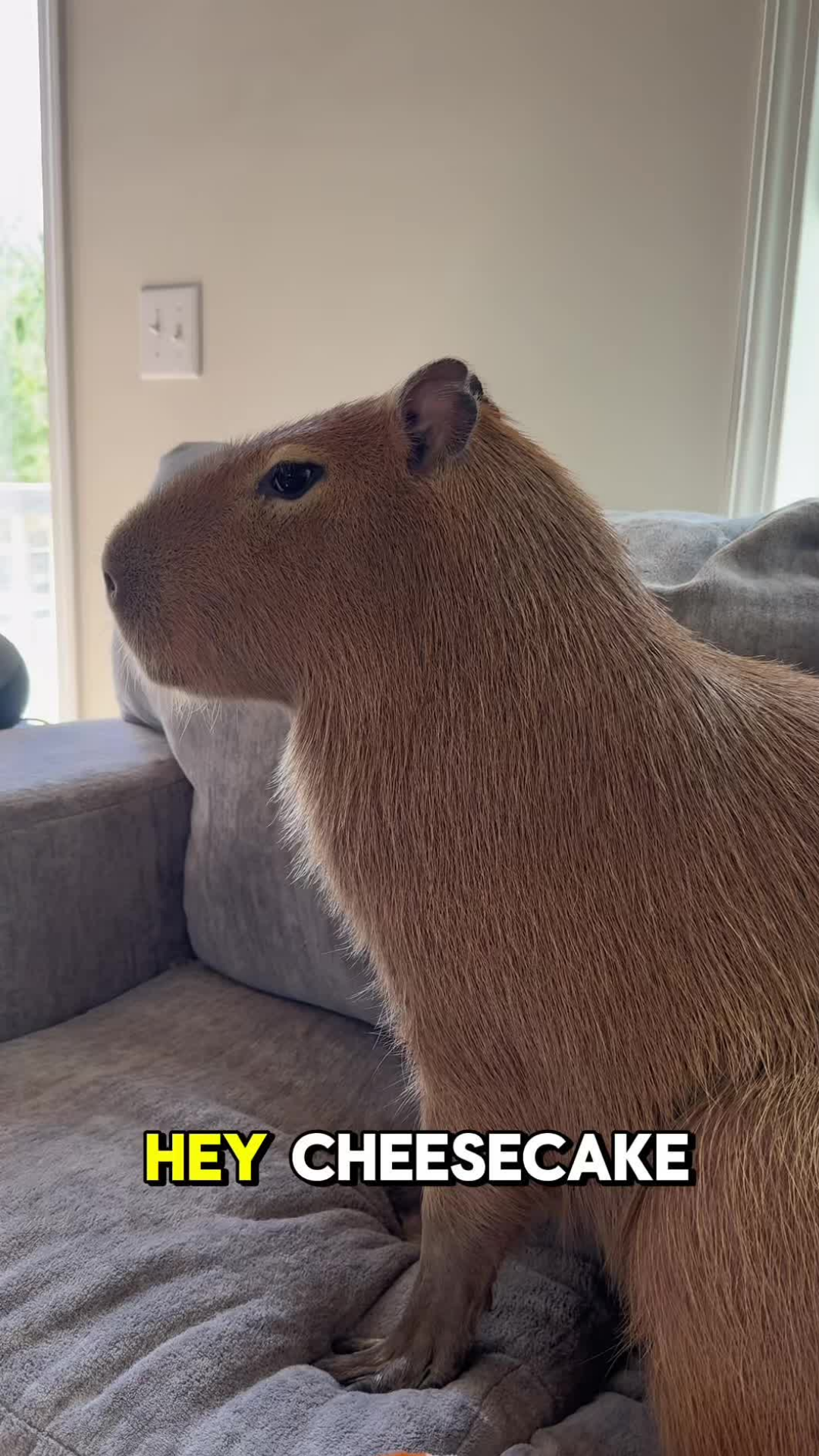 The dad joke energy in this capybara clip is unmatched