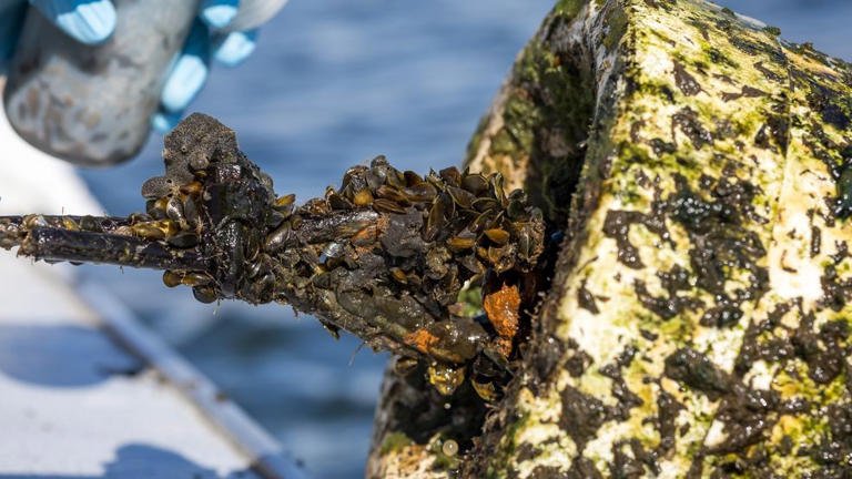 California officials warn boaters to watch for invasive mussels this summer