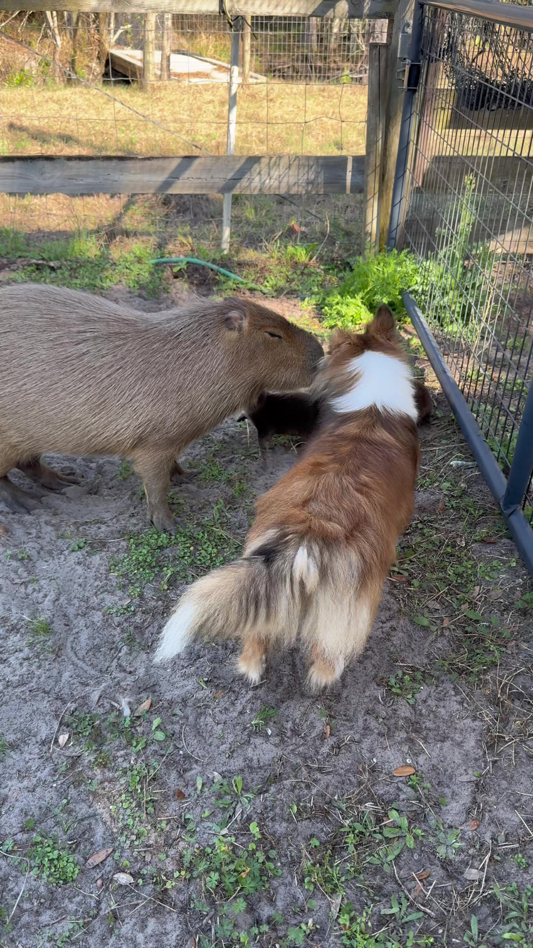 The capybara dad joke that has everyone groaning and laughing