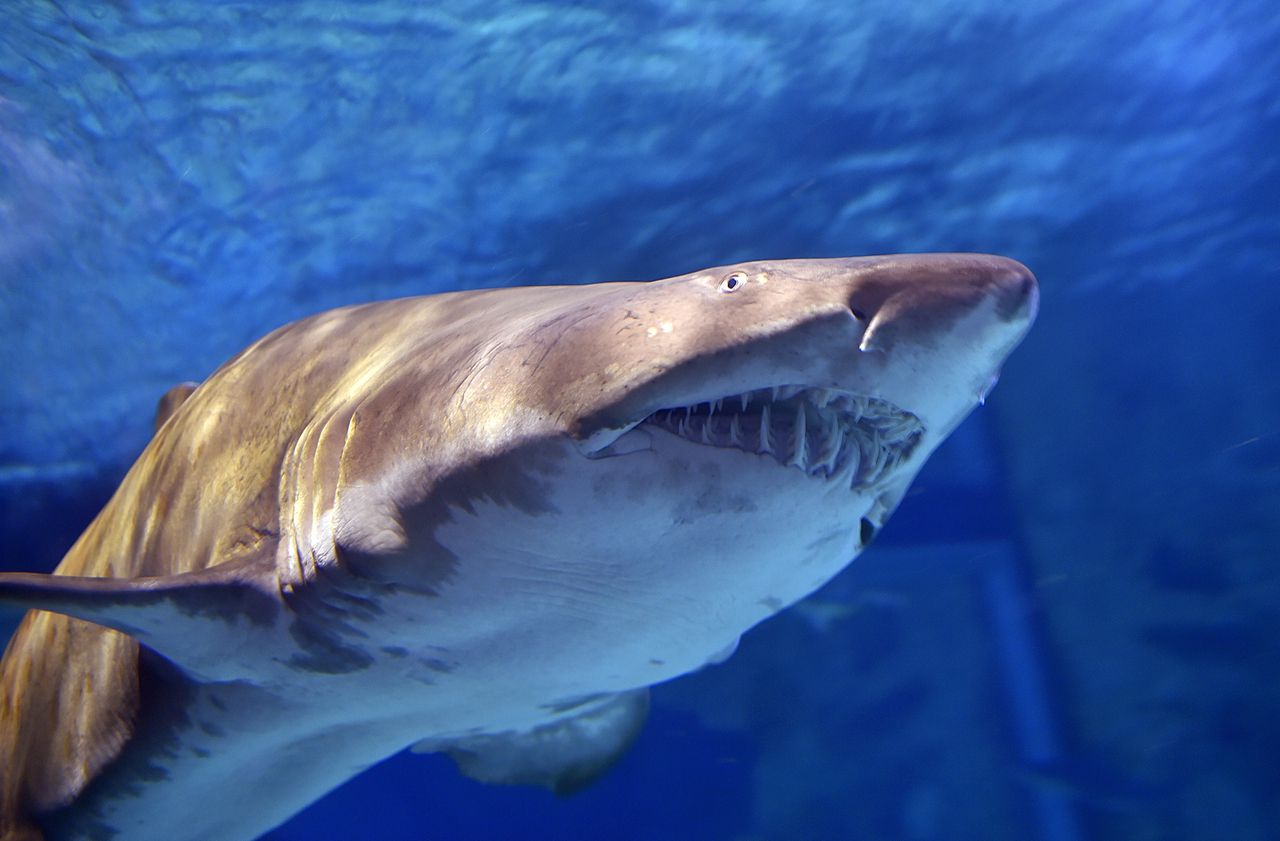 « Ils sont traumatisés » : un pêcheur sous-marin dévoré par un requin ...
