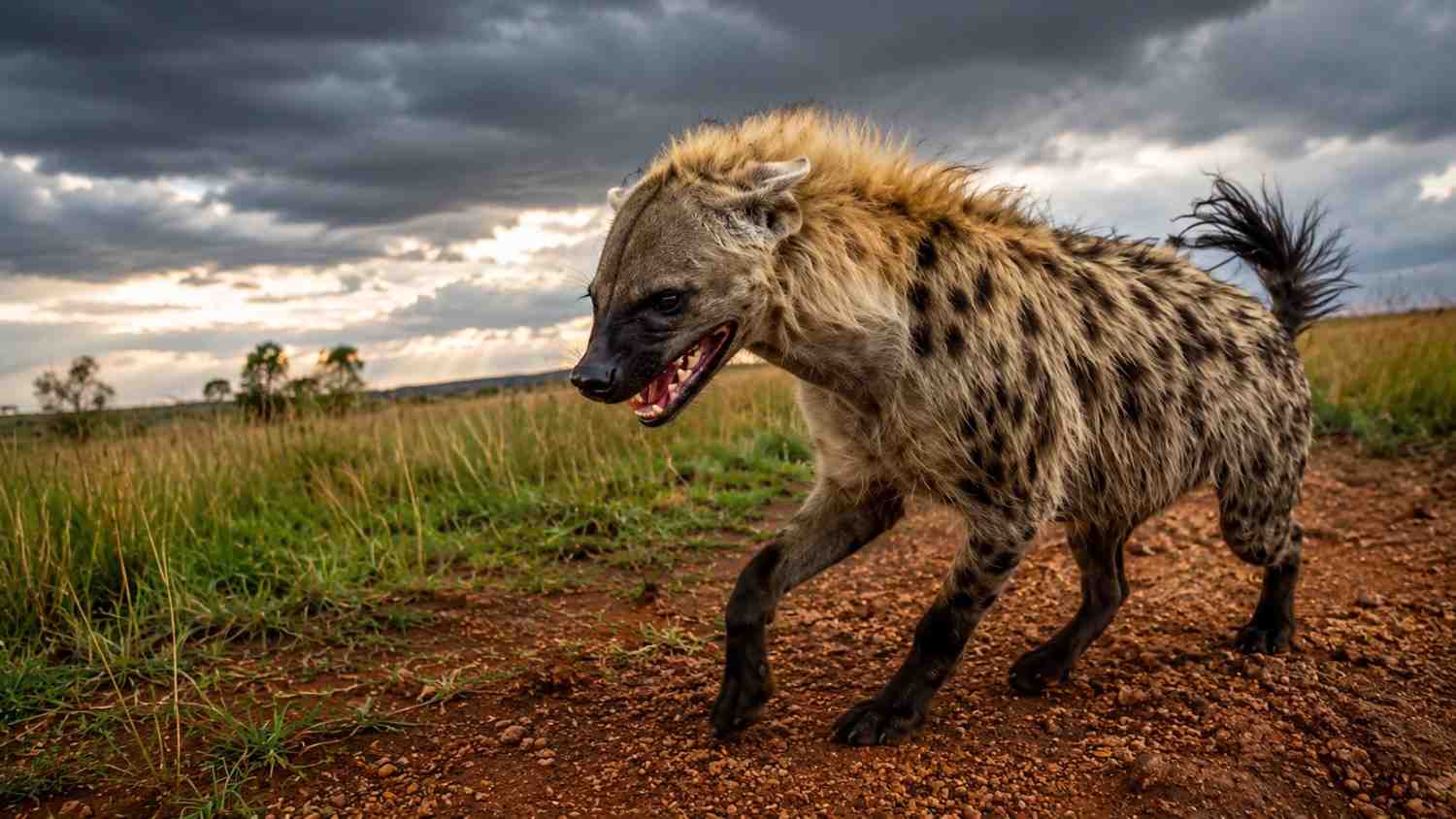 This hyena left the only home he knew