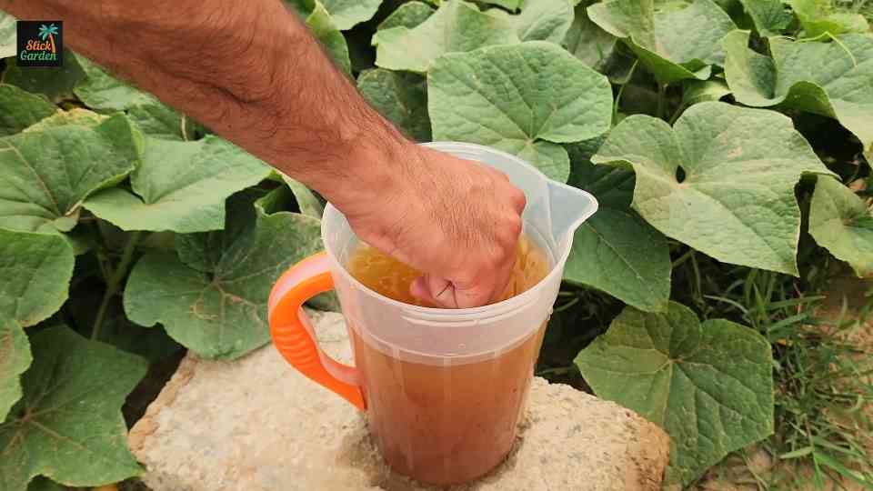 3-step organic plant food: Fix tomato blight & boost growth