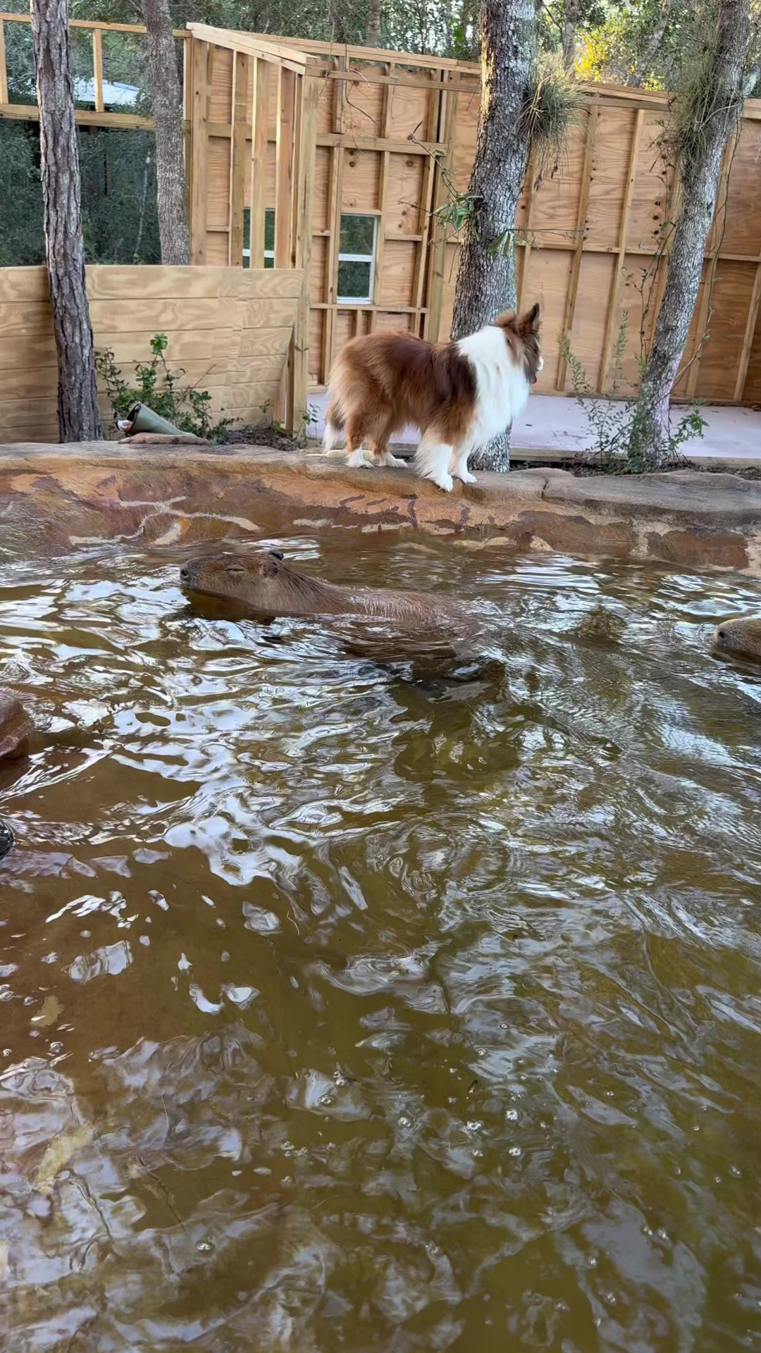 These capybaras somehow make swimming even more entertaining
