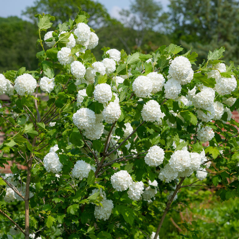 Sorry hydrangeas, this low-maintenance, fragrant shrub is better for ...