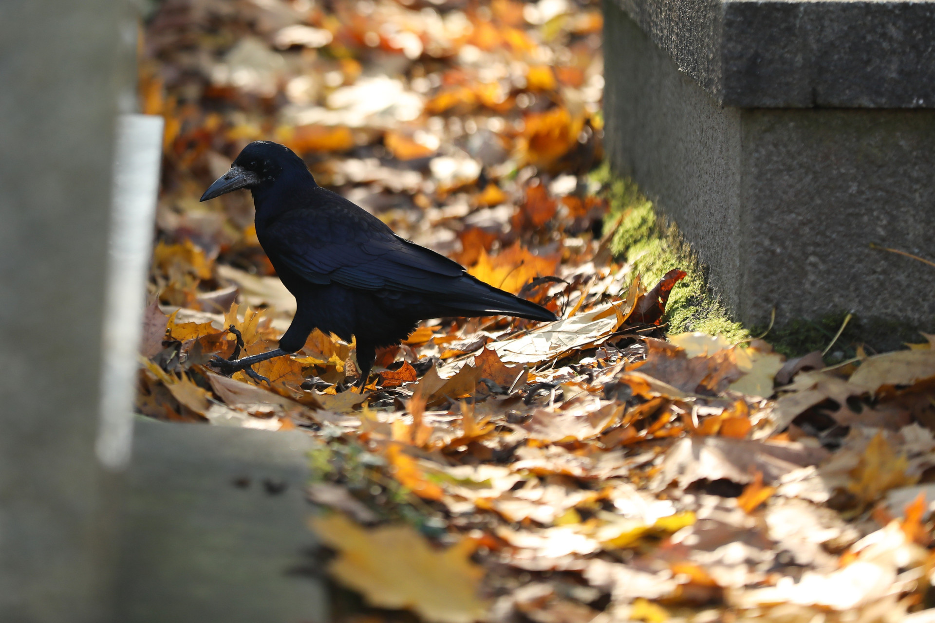 Animals that symbolize death