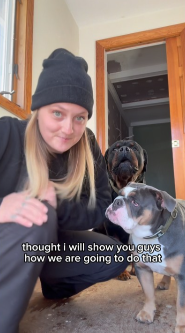 Fun & stimulating setup for happy dogs!
