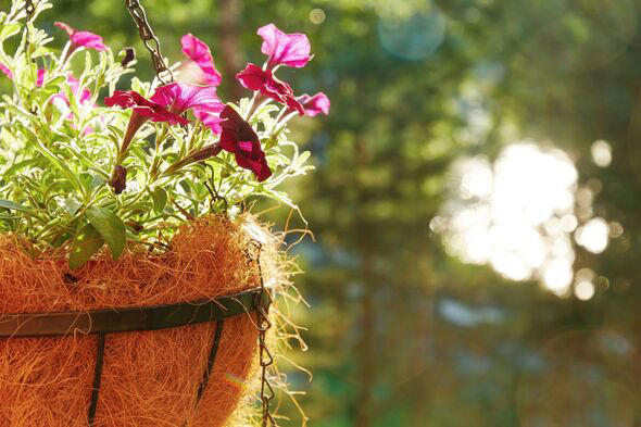 Gardeners urged to do 1 thing to hanging baskets now or risk dead ...