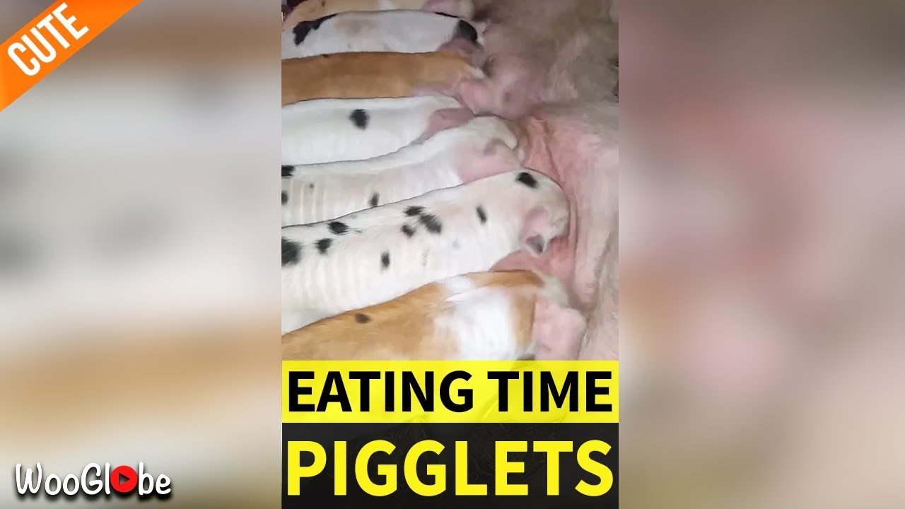 "Anyone hungry?" - Pig feeds eight cute piglets at the same time