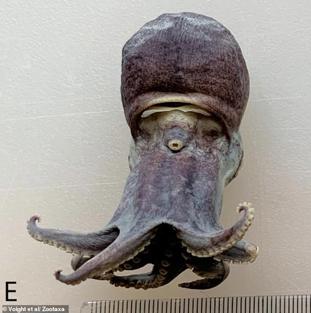 Adorable blue octopus found in the Galápagos Islands is small enough to ...