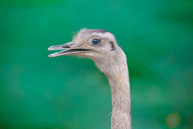 Why the world’s largest bird never needed wings