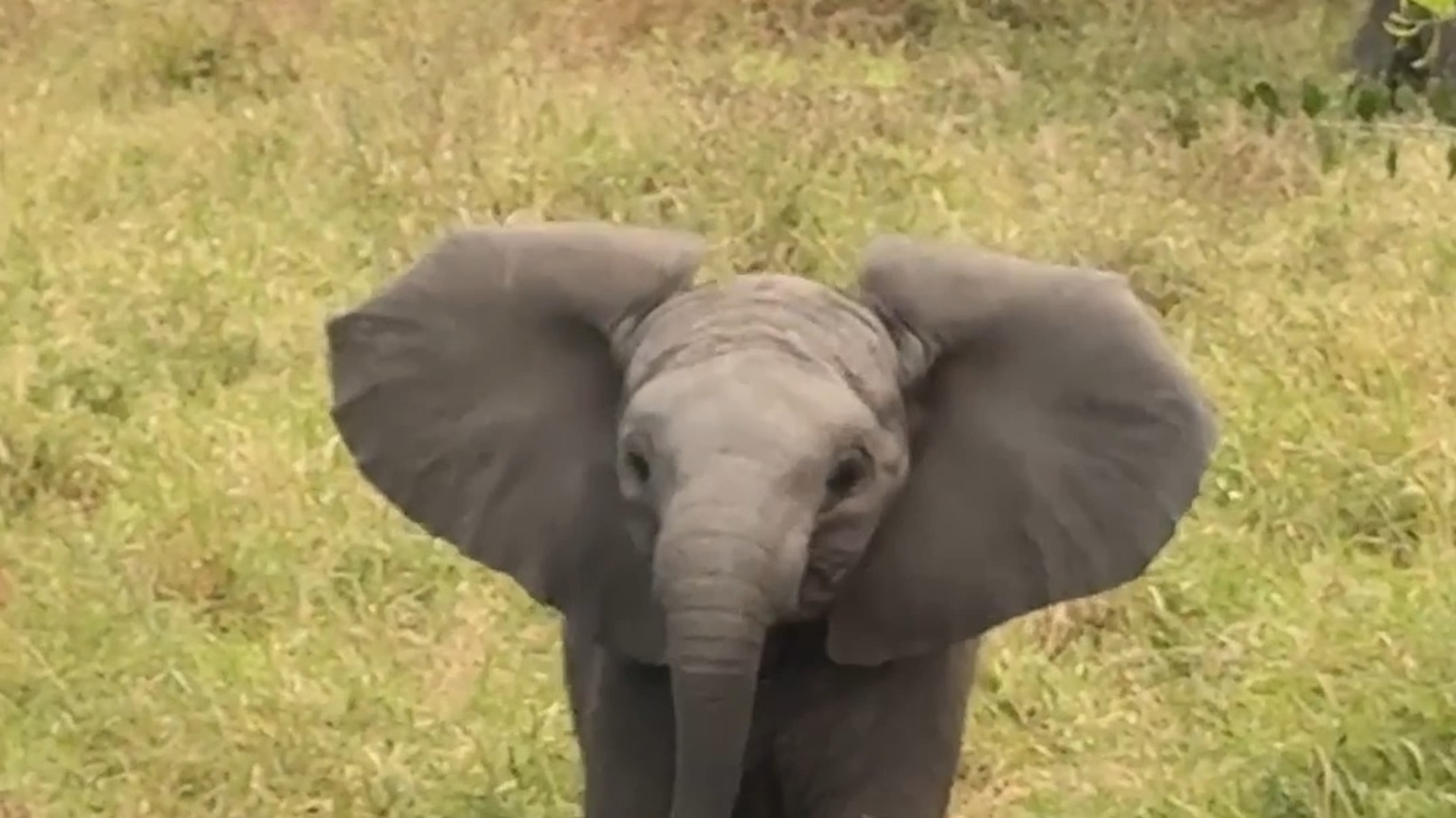 Ferocious baby elephant charges at safari tourists