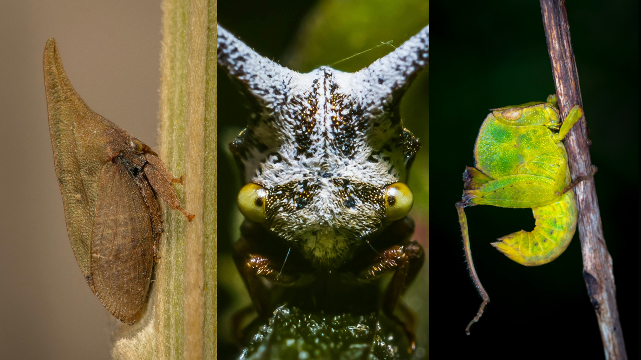 Treehoppers: This tiny rainforest insect can roar like a dinosaur and ...