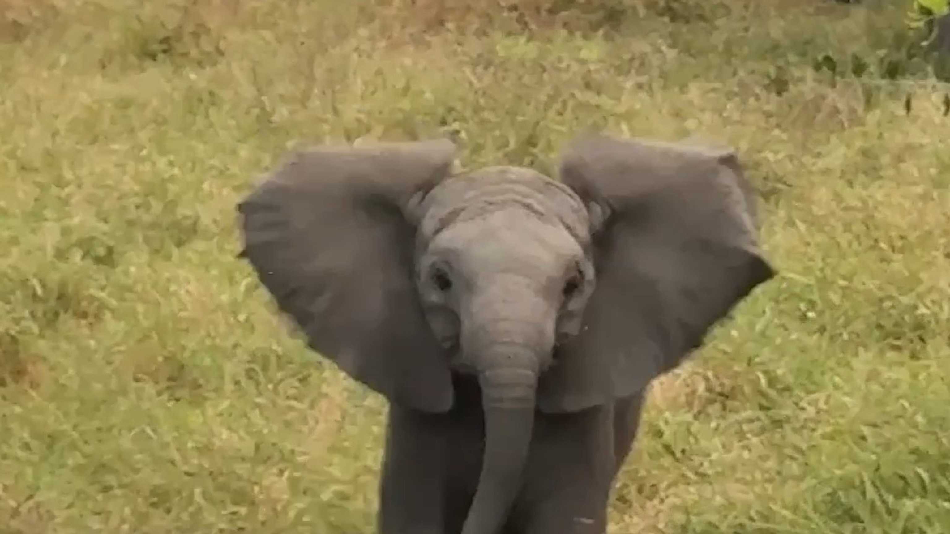 Ferocious baby elephant charges at safari tourists