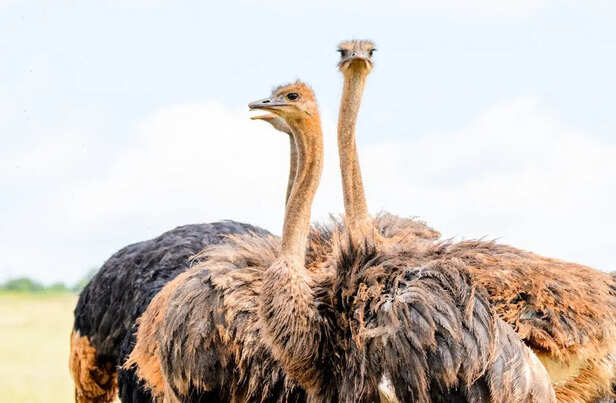 Why the world’s largest bird never needed wings