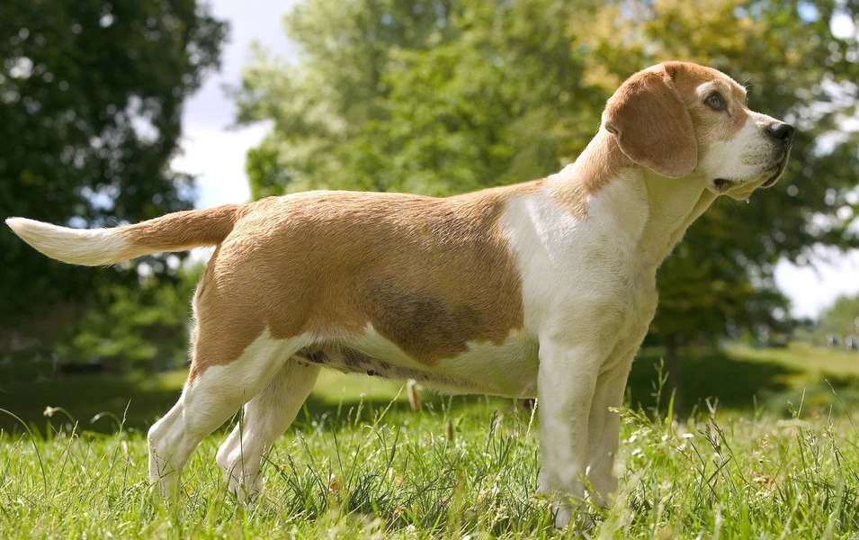 Senior beagle finds foster home after 12 years away