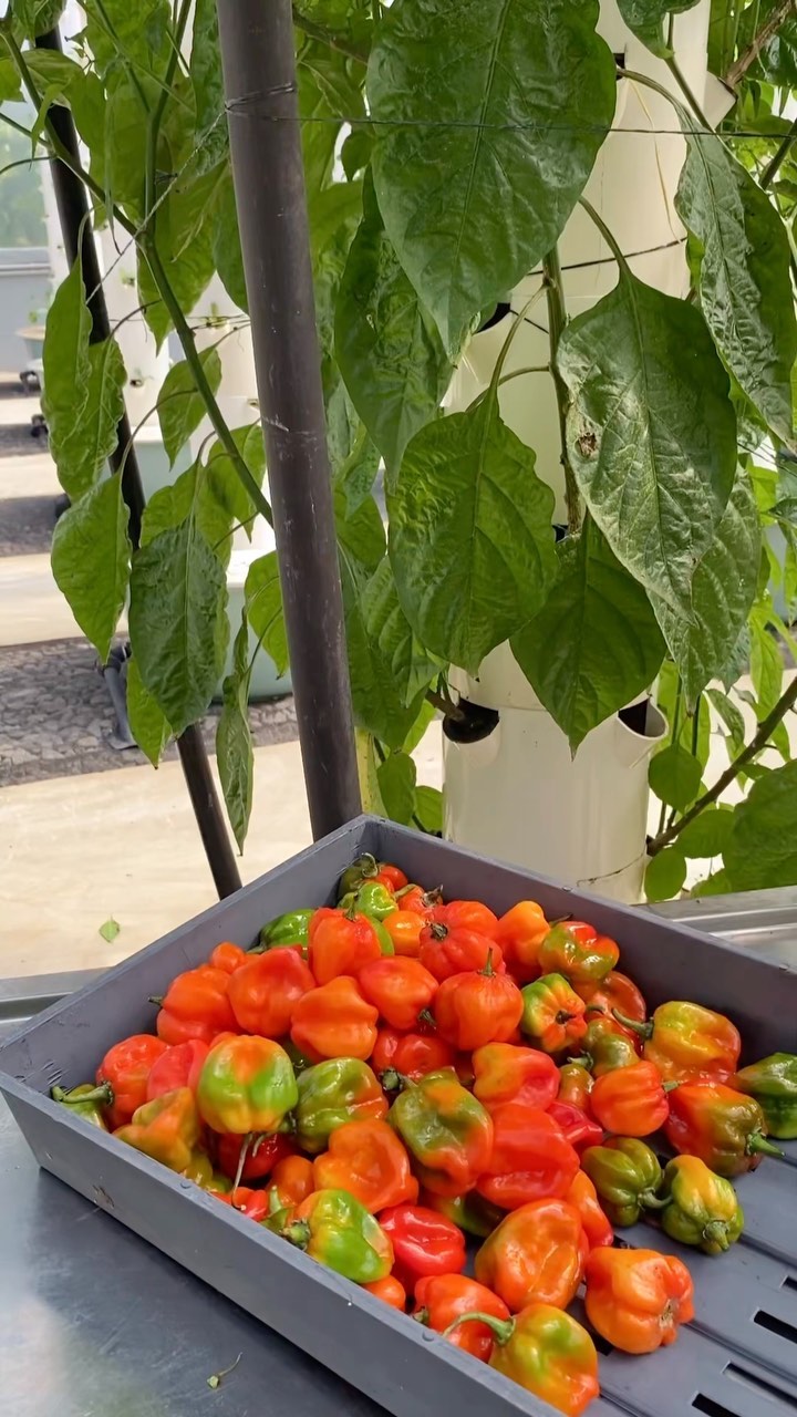 Harvesting orange habaneros from an aeroponic tower