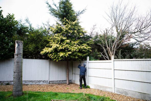 My neighbour's tree is growing over my garden - 4 experts all agree on ...